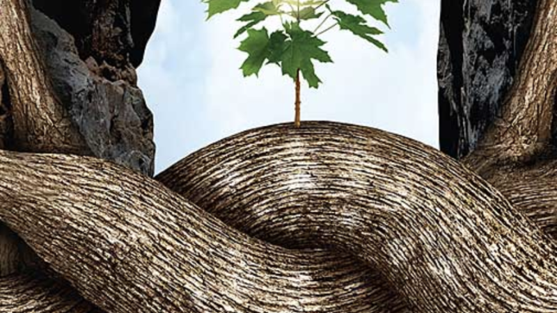 INTELLIGENT TREES - PIK Film