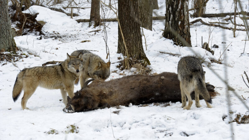 Radioactive Wolves - PIK Film