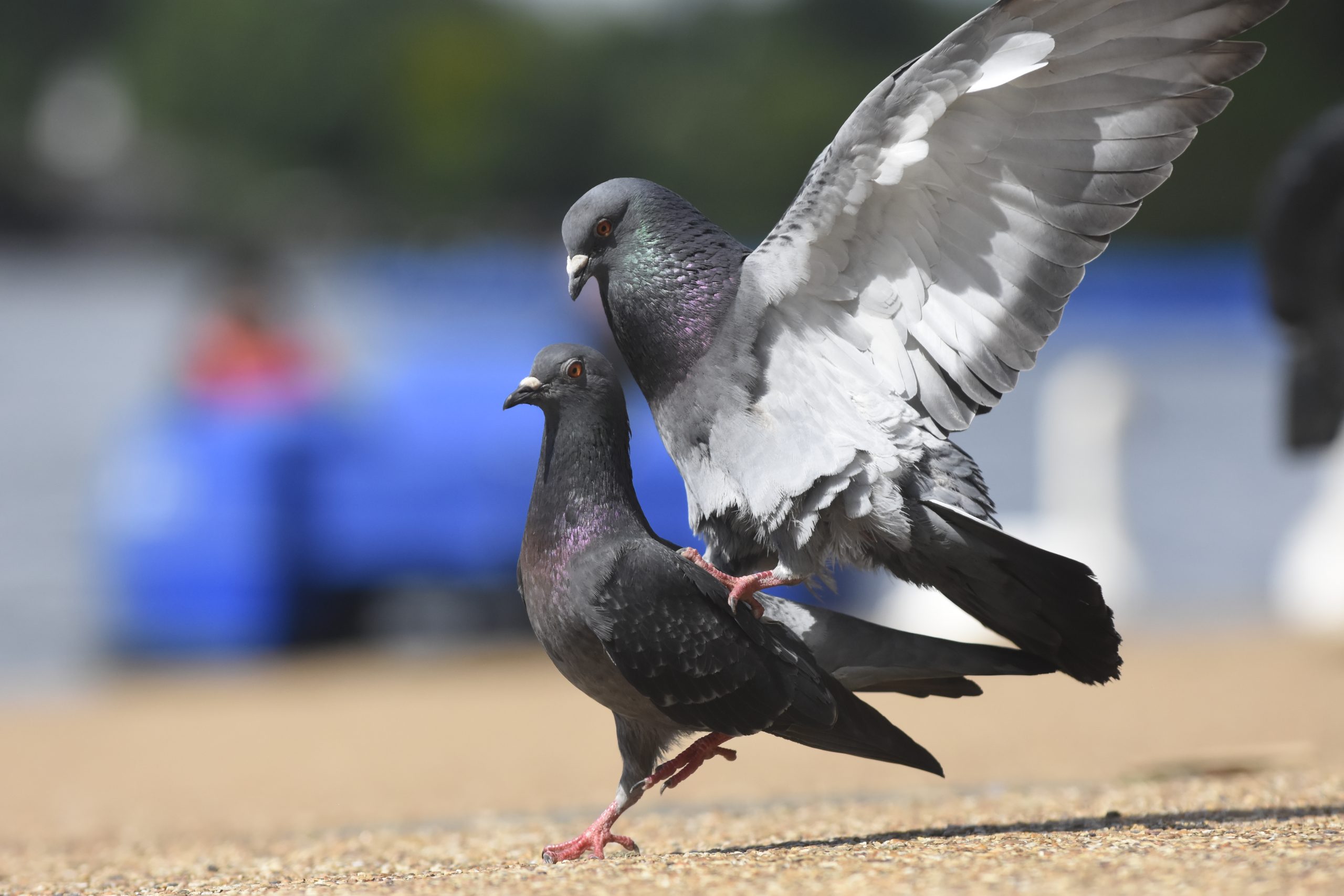 The Pigeon Hustle - PIK Film