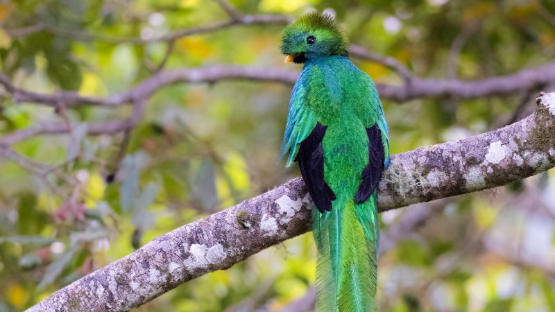 Guatemala - The Sacred Animals of the Maya - PIK Film