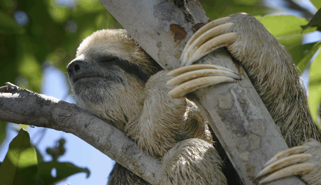 A Sloth Story - PIK Film