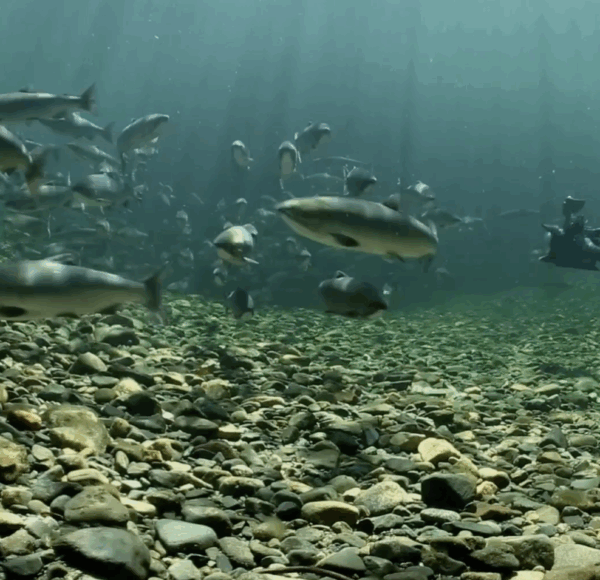 Superfish – Wild Salmon - PIK Film